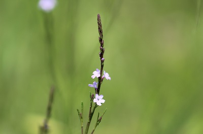 Trinity River Corridor Project